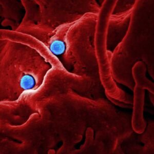 TDM - Tech Digital Minds